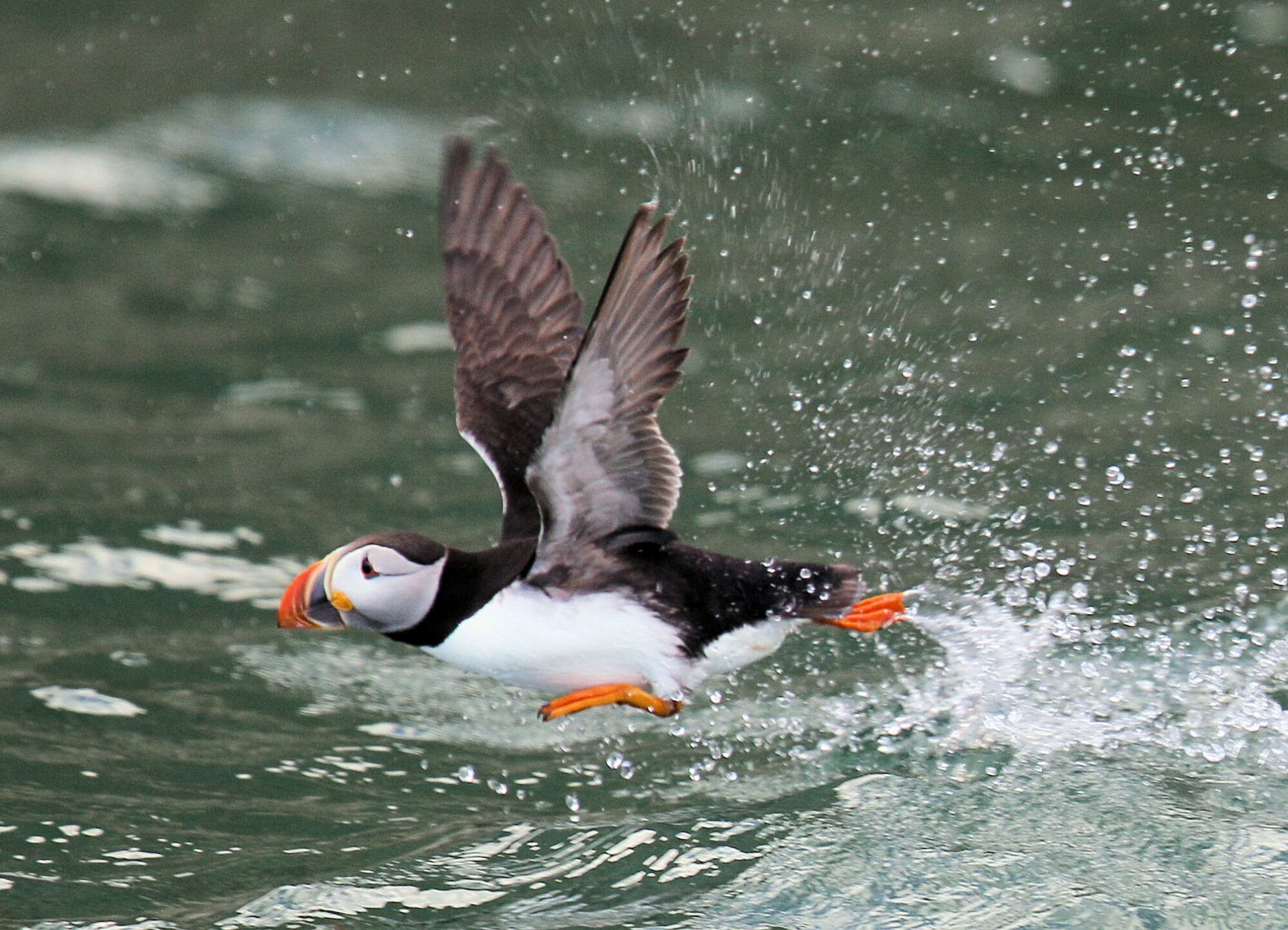 Puffins at Bempton Cliffs - Heritage Escapes